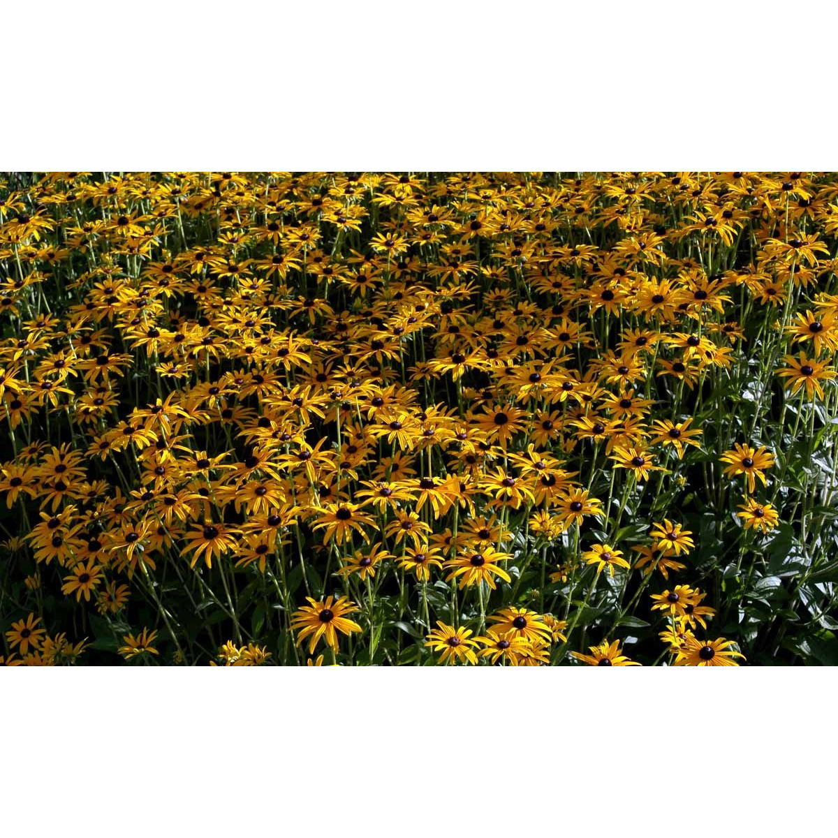 Solhat,- havens flotteste staude