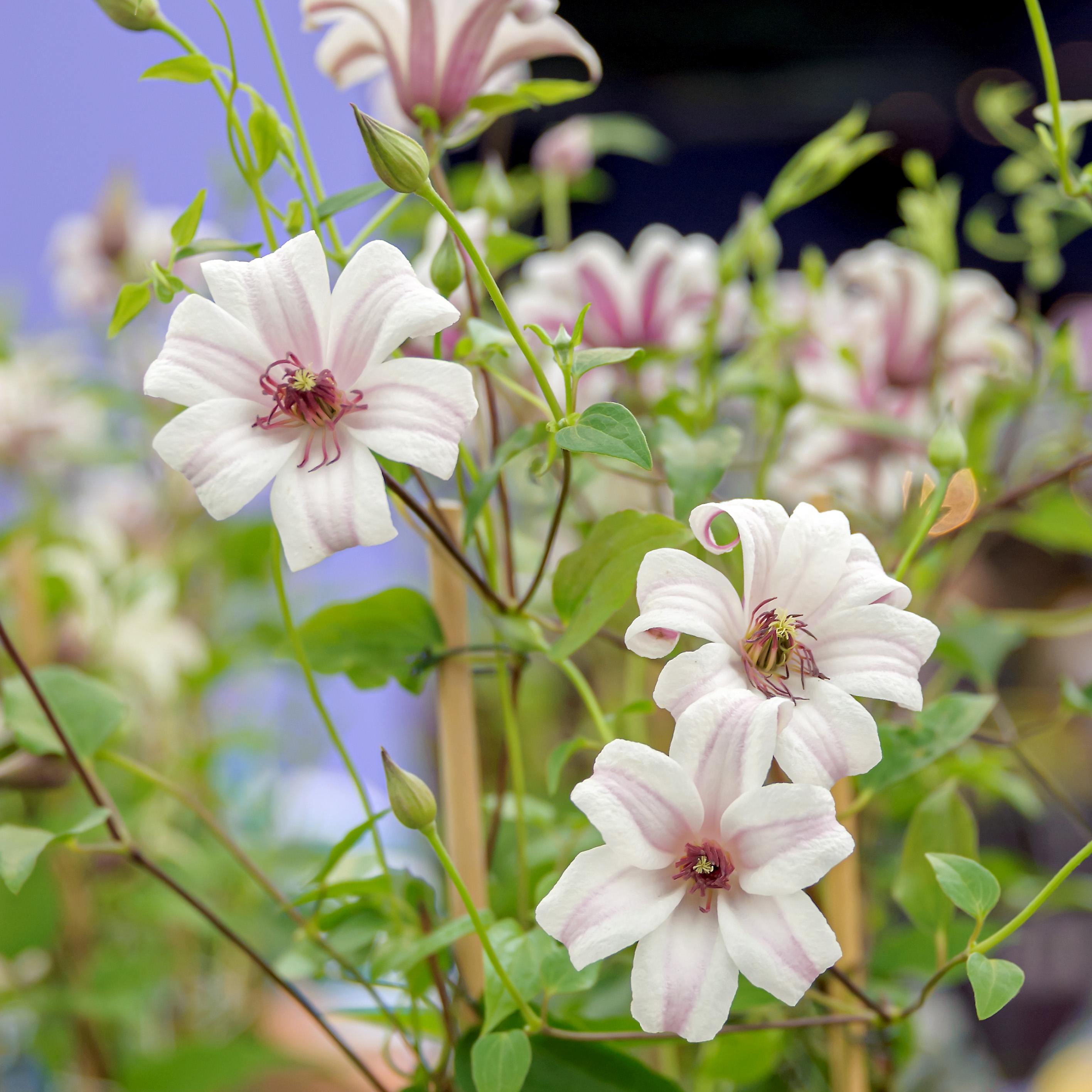 Texas-Skovranke 'Princess Kate'® | bestil fra Plantetorvet.dk