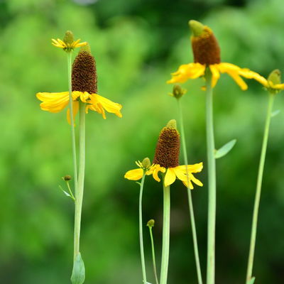 Solhat,- havens flotteste staude