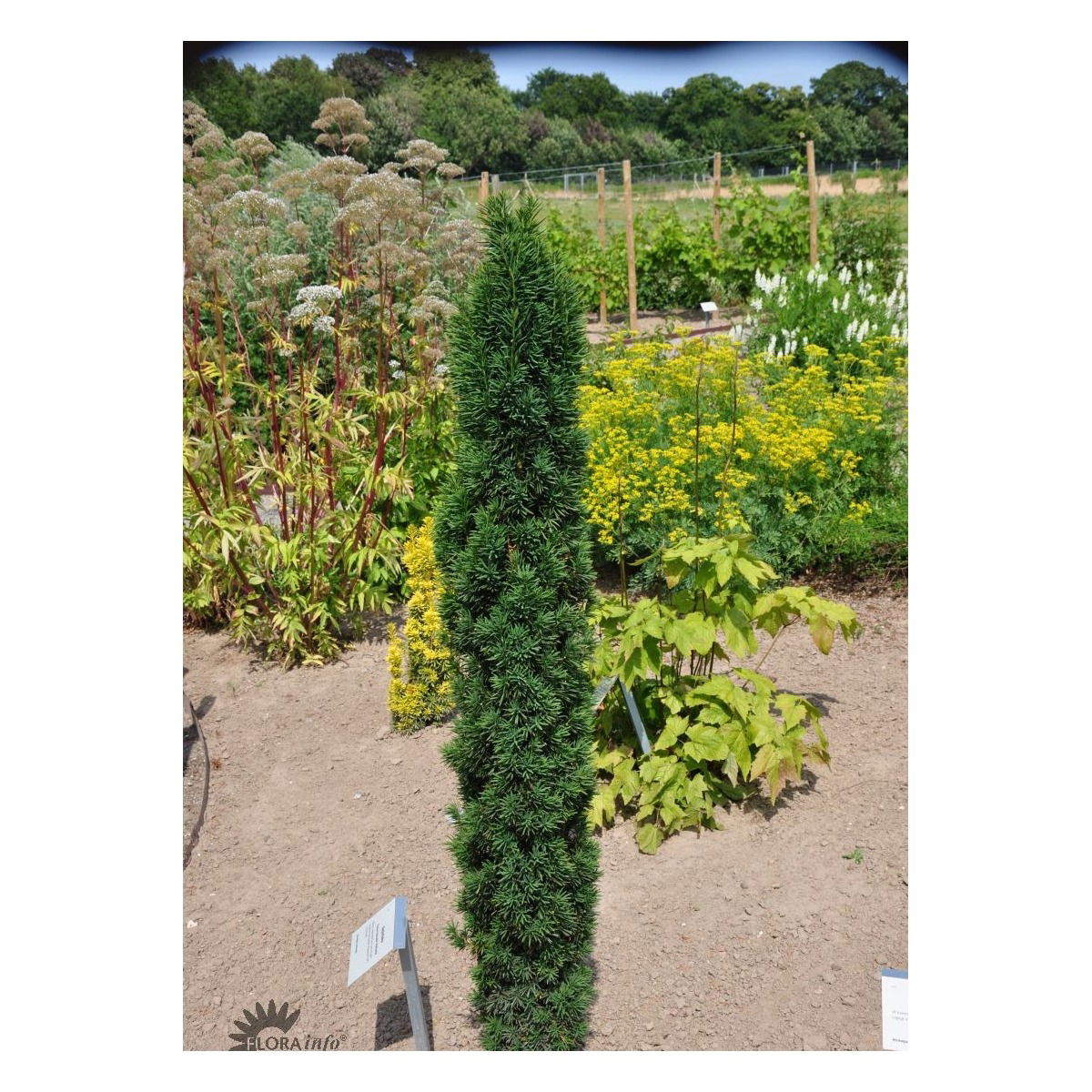 Almindelig Taks 'Robusta' fra Din Digitale Havepartner