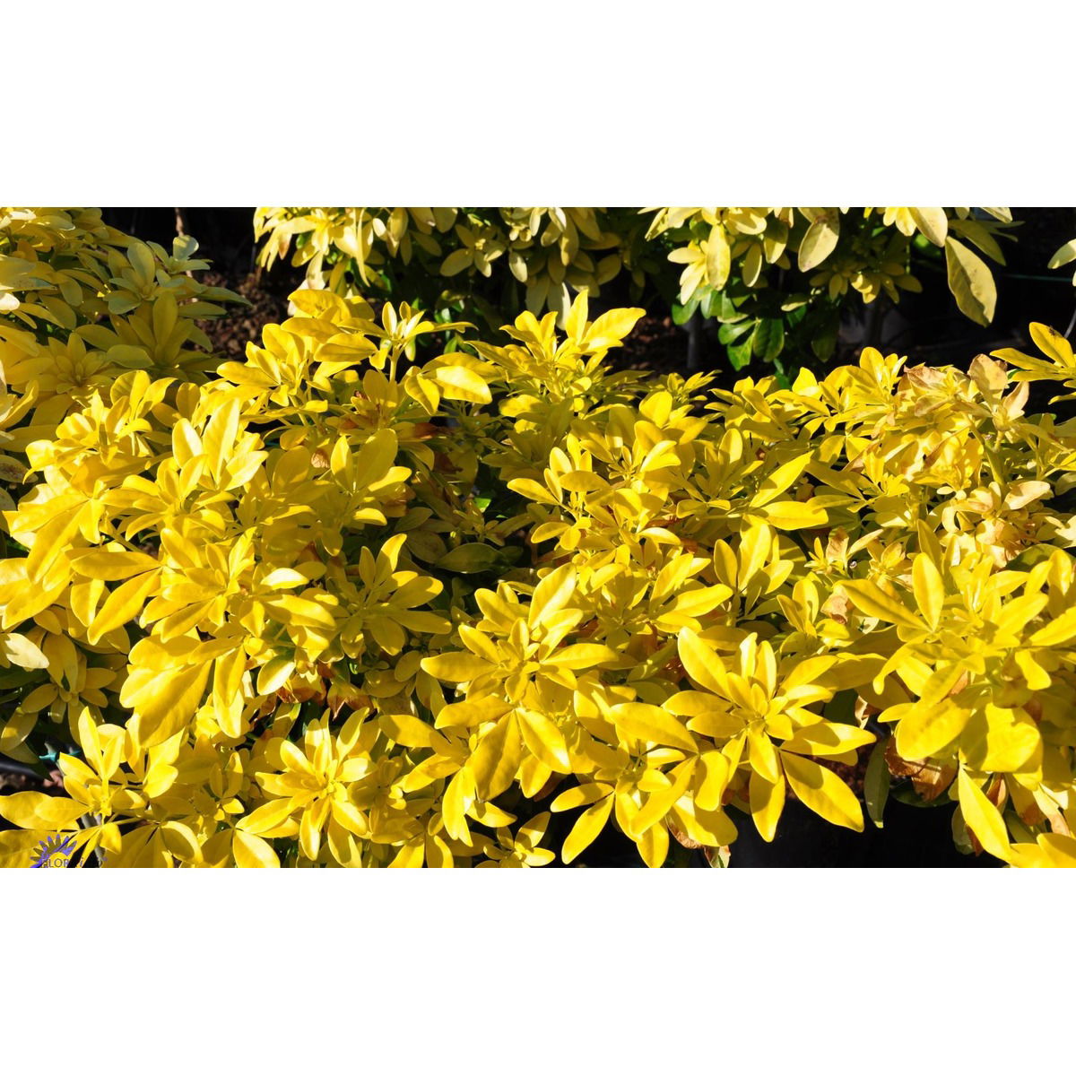 Choisya 'Sundance' - Choisya ternata 'Sundance' - Prydbuske