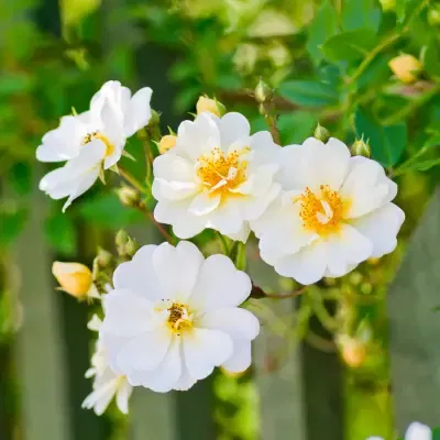 Stort udvalg af roser til haven - Plantetorvet.dk