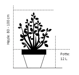 Hibiscus Syriacus 'Mathilde' fra Plantetorvet.dk