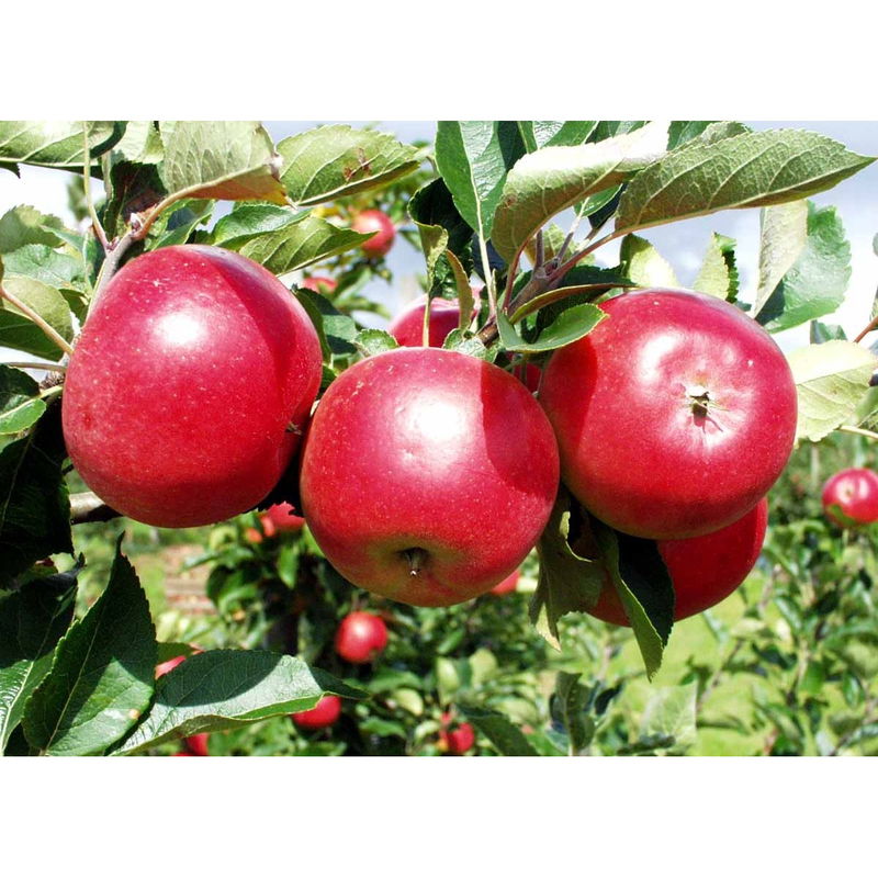 Æbletræer. Køb æbletræ til haven til en god pris. Se tilbud