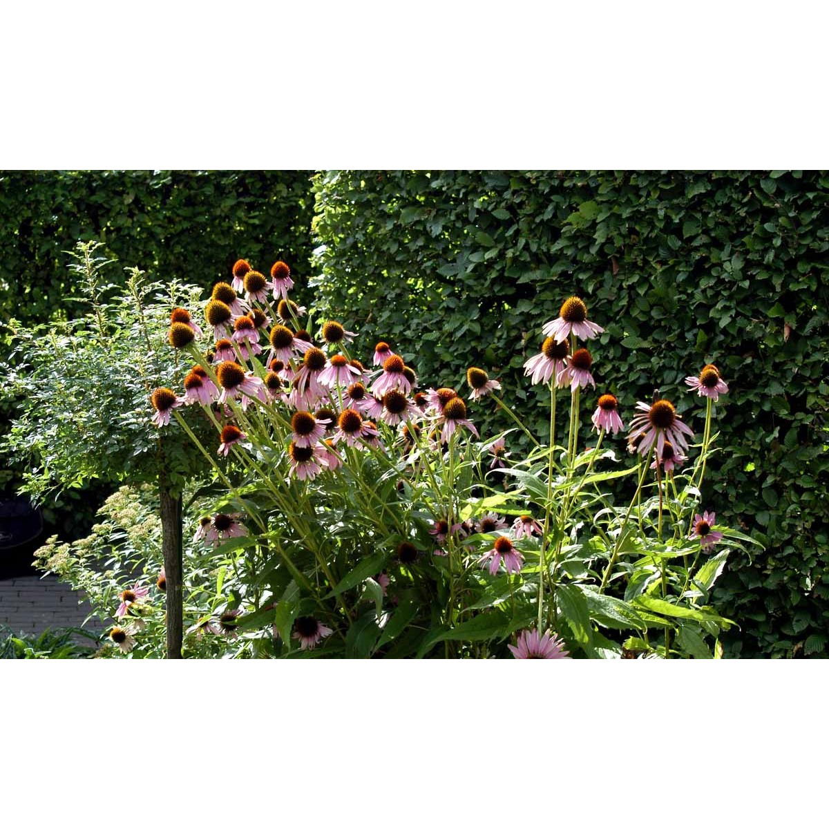 Purpursolhat | bestil fra Plantetorvet.dk