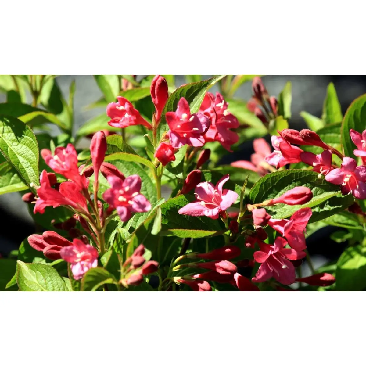 Køb Klokkebusk 'Bristol Ruby' | Haveglæde gjort nemt