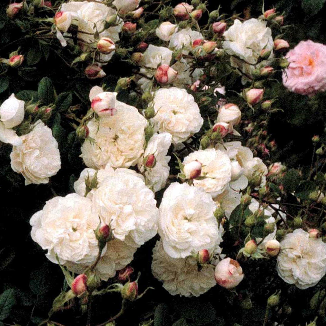 Køb 'Mme Plantier' | Plantetorvet.dk - Din online haveekspert