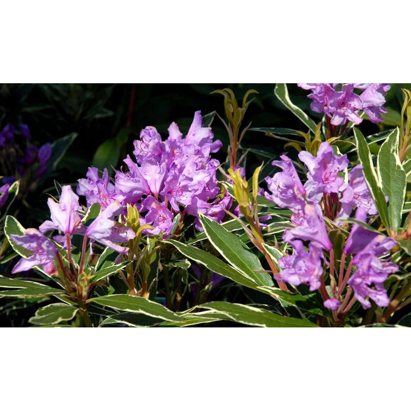 RHODODENDRON 'VARIEGATUM' - Rhododendron 'Variegatum' - Rhododendron