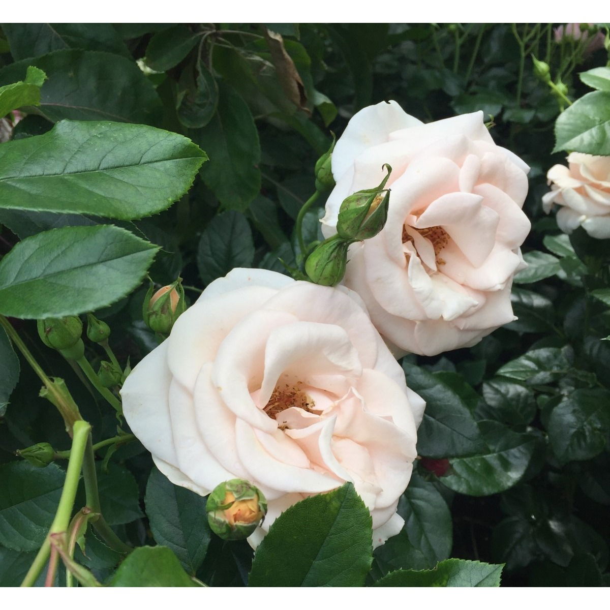 Køb 'Elin's Rose'™ | Din digitale havepartner