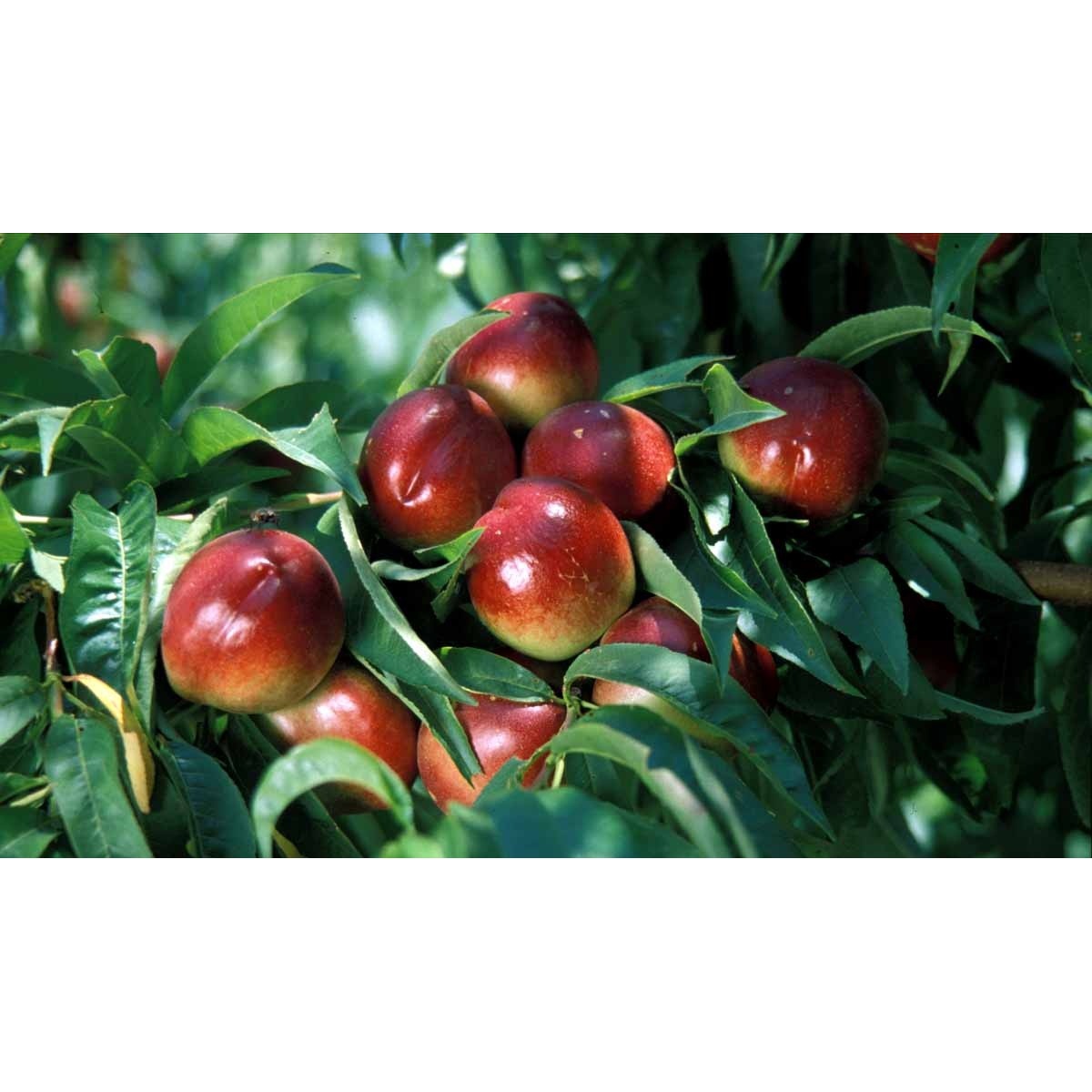 Nektarin - Prunus persica var. nucipersica - Frugttræer & Frugtbuske