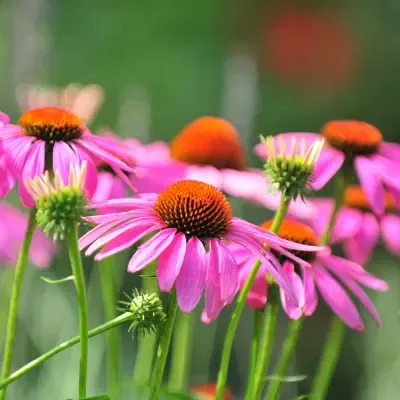 Køb danske stauder online - stort udvalg - Plantetorvet.dk