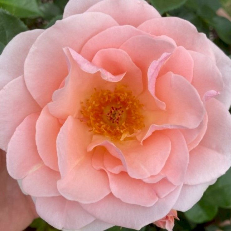 'Royal Estelle'™ | bestil fra Plantetorvet.dk