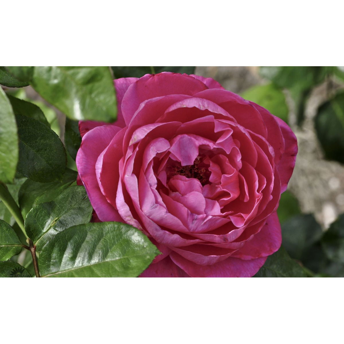 Køb 'Naomi™ Renaissance'® | Haveglæde gjort nemt