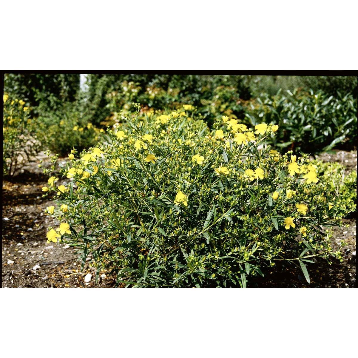 Perikon 'Gemo' | bestil fra Plantetorvet.dk