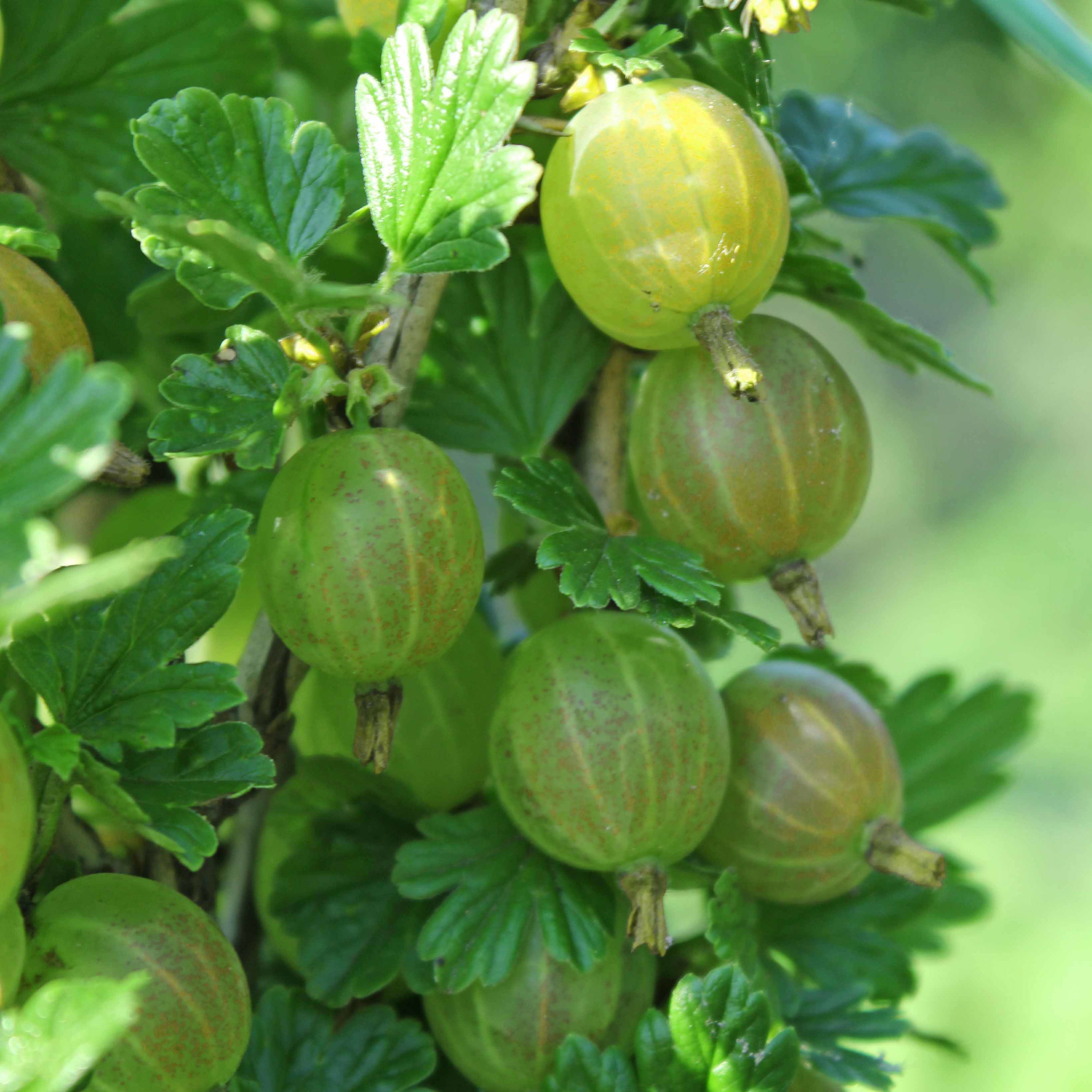Stikkelsbær 'Mucurines' | bestil fra Plantetorvet.dk