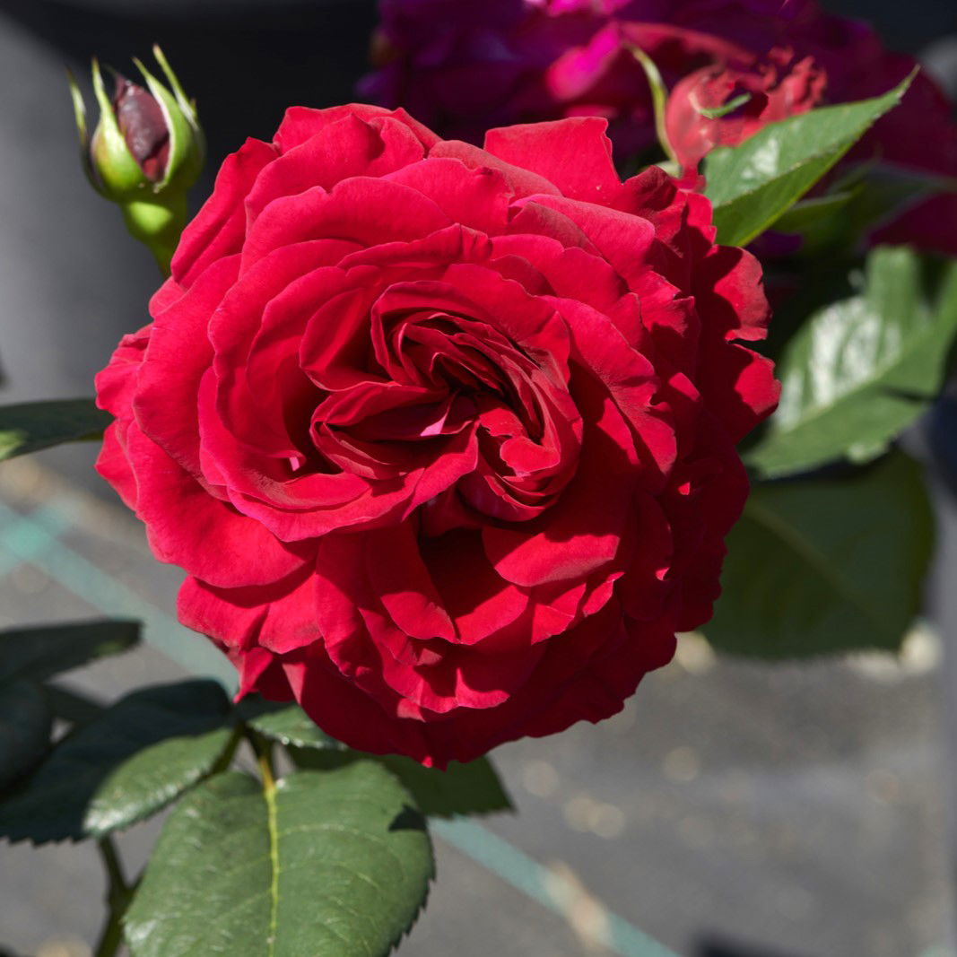 Køb 'Katherine™ Renaissance'® direkte fra Plantetorvet.dk