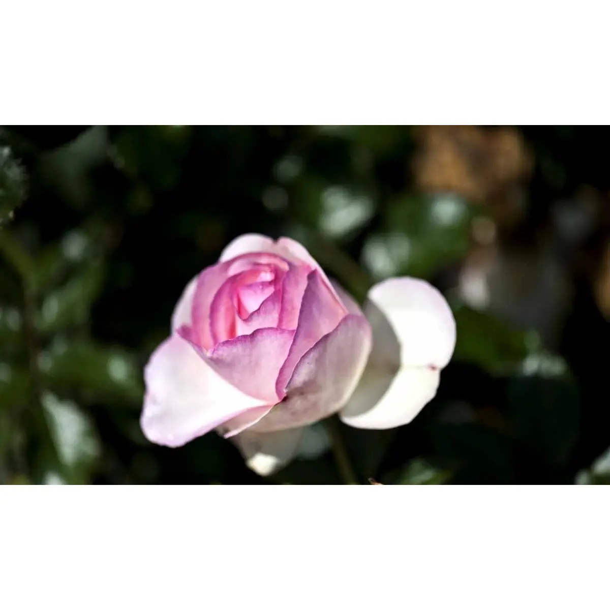 Køb 'Willestrup' (syn. 'Eden Rose 88') | Din digitale havepartner